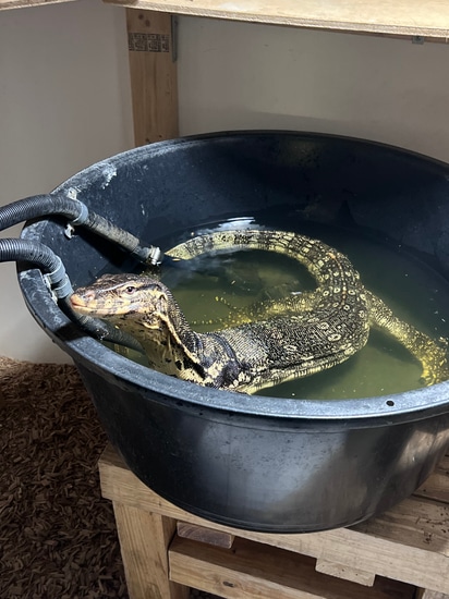 Near 6ft Double Het (Black Dragon/Sulphur) Asian Water Monitor by ...