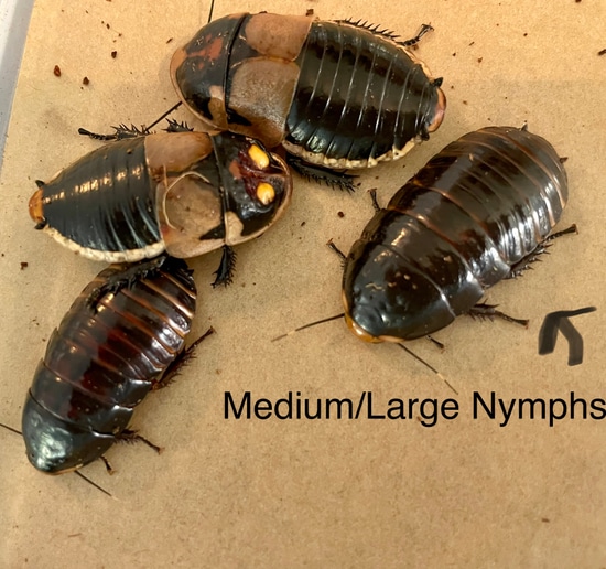 Glowspot Roaches Cockroach by Cold Blooded and More