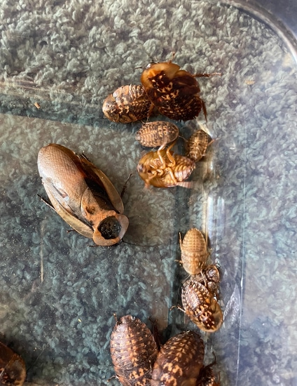 Dusky Cave Roaches Cockroach by Cold Blooded and More