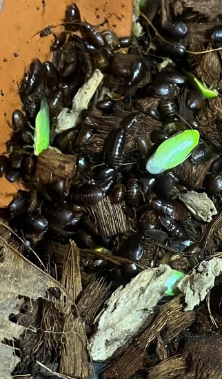 Green Banana Roaches Cockroach by Cold Blooded and More