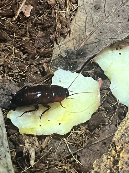 African Bullet Roaches Cockroach by Cold Blooded and More