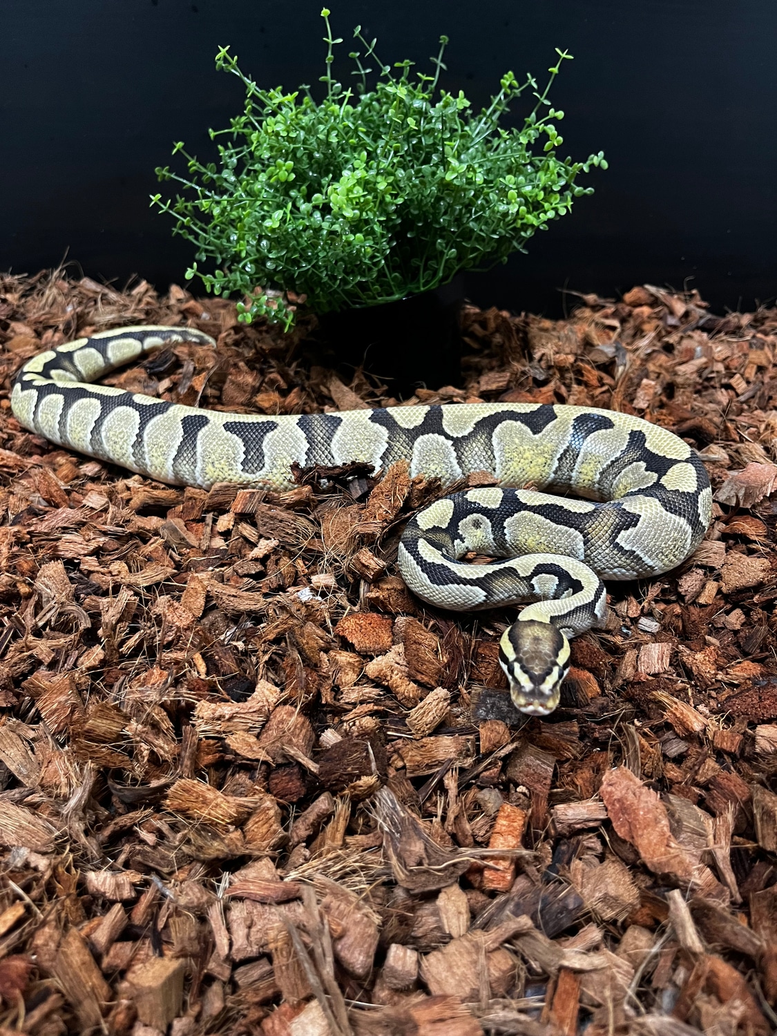Fire Enchi Dbl Het Hypo Het Desert Ghost Ball Python by Yolked Balls ...