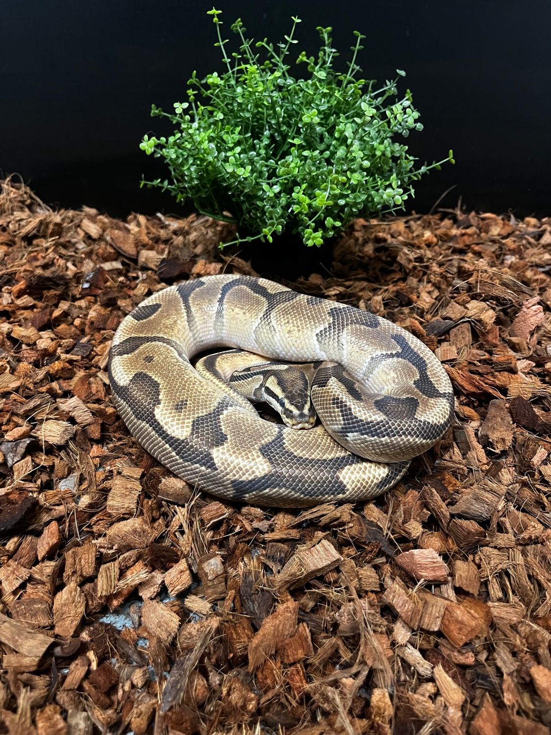 Enchi Yellow Belly Black Pastel Ball Python by Yolked Balls - MorphMarket