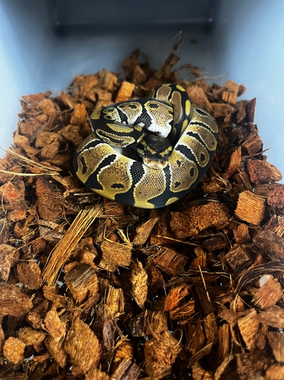 Normal Het DG Ball Python by Yolked Balls