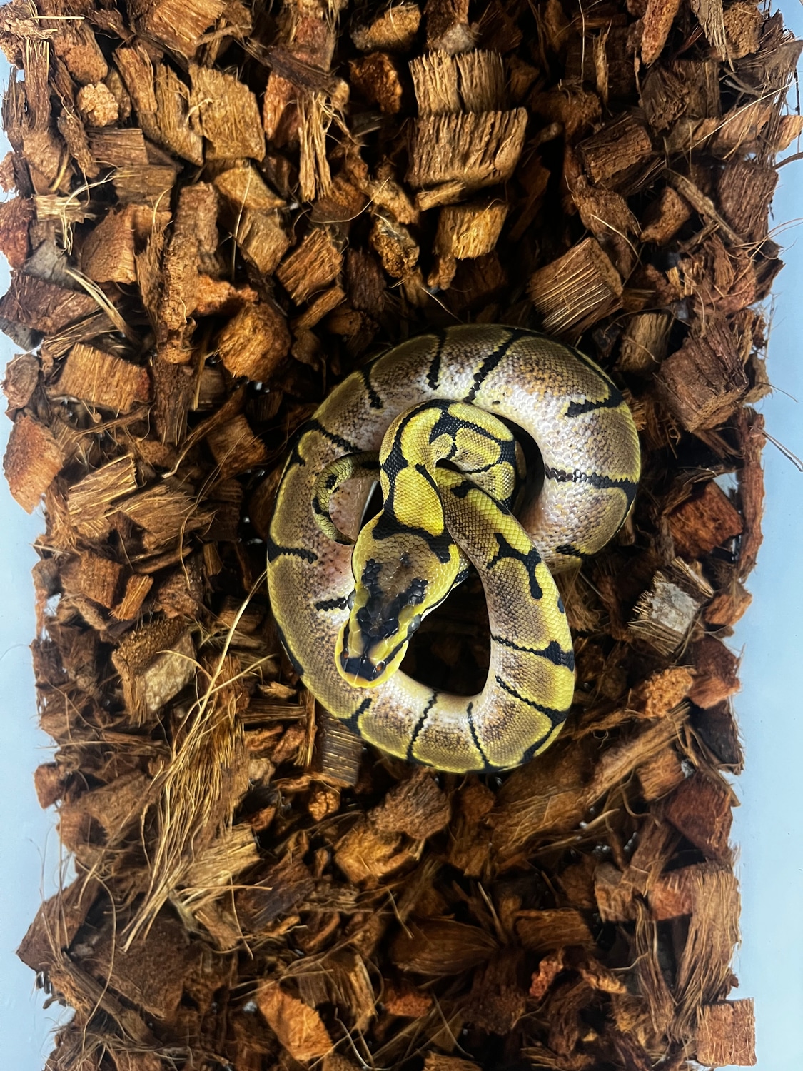 Spider Het DG Ball Python by Yolked Balls - MorphMarket
