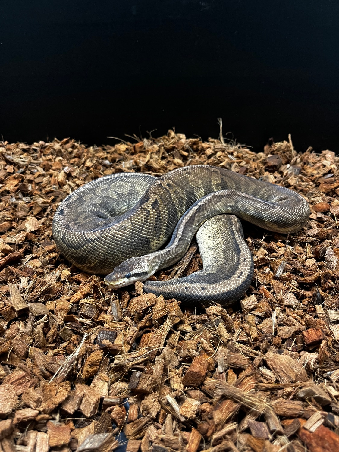 Pewter Leopard Pos GHI 1436 Grams!! Ball Python by Yolked Balls ...