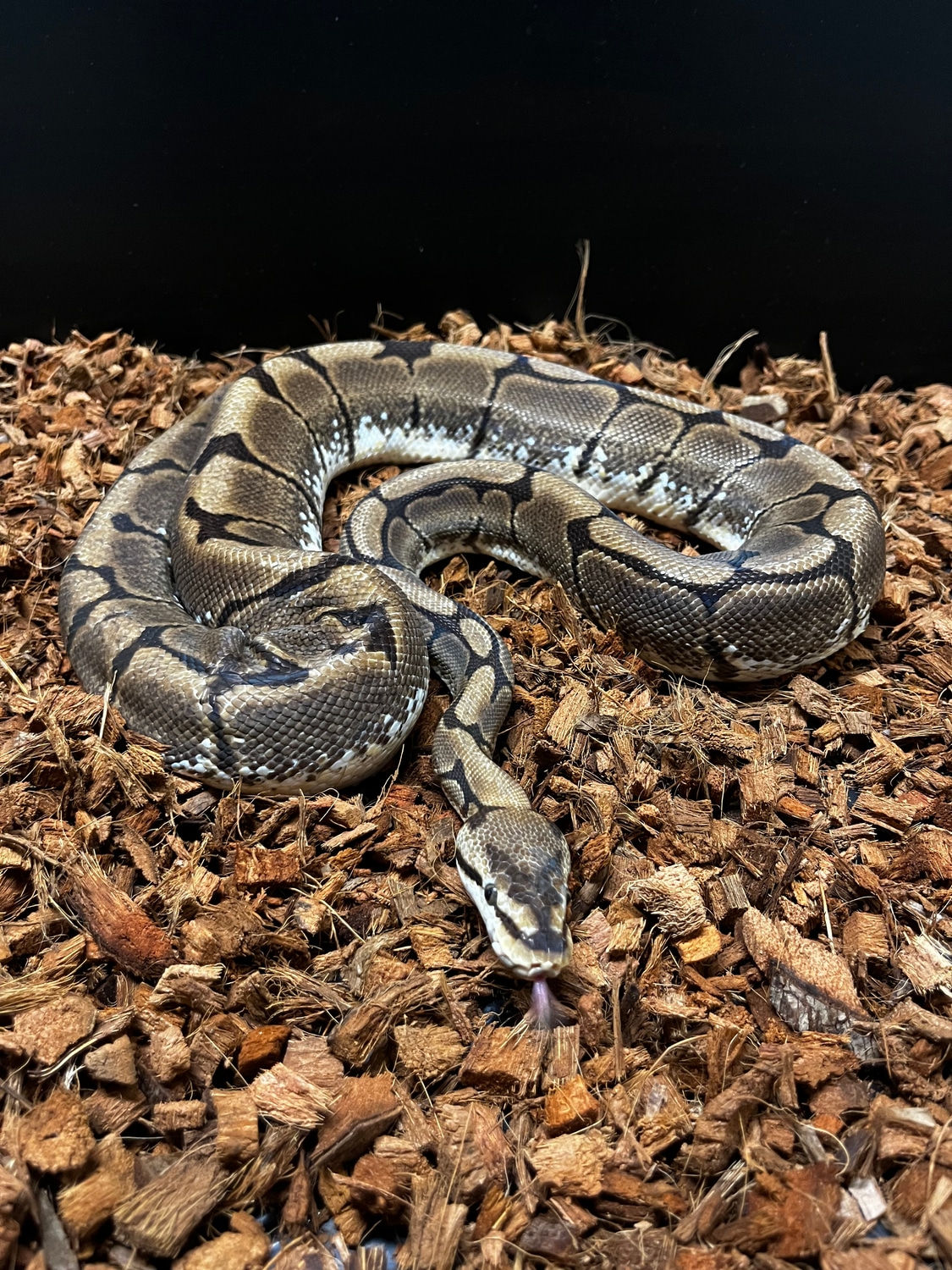 Spider 1652 Grams Ball Python by Yolked Balls - MorphMarket