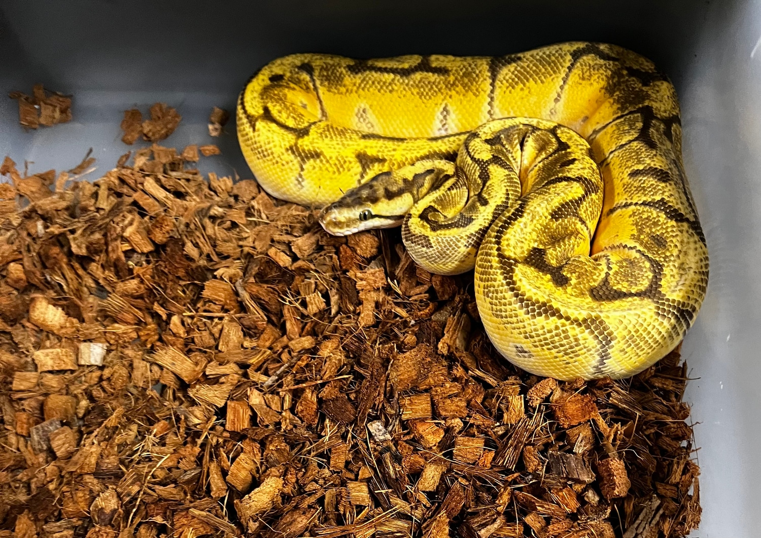 Bongo Enchi Spider Ball Python by Yolked Balls - MorphMarket