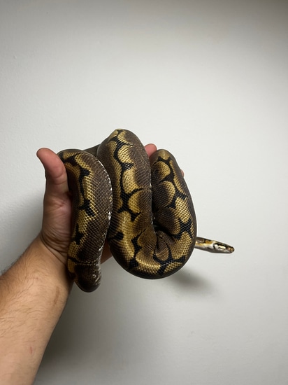 Spider ADDER Ball Python by Yolked Balls
