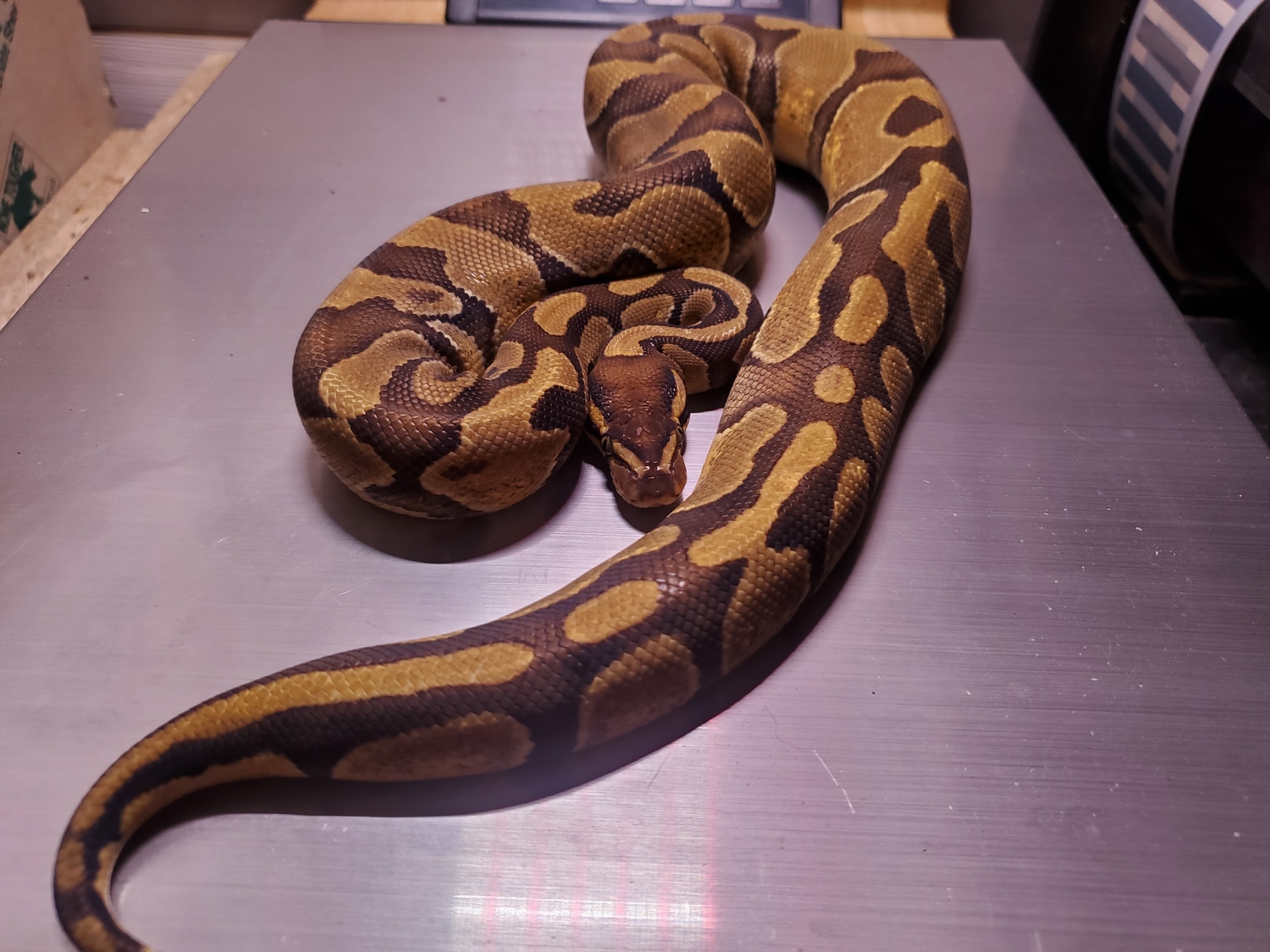 Enchi 200 Shipped Ball Python by LDexotics - MorphMarket