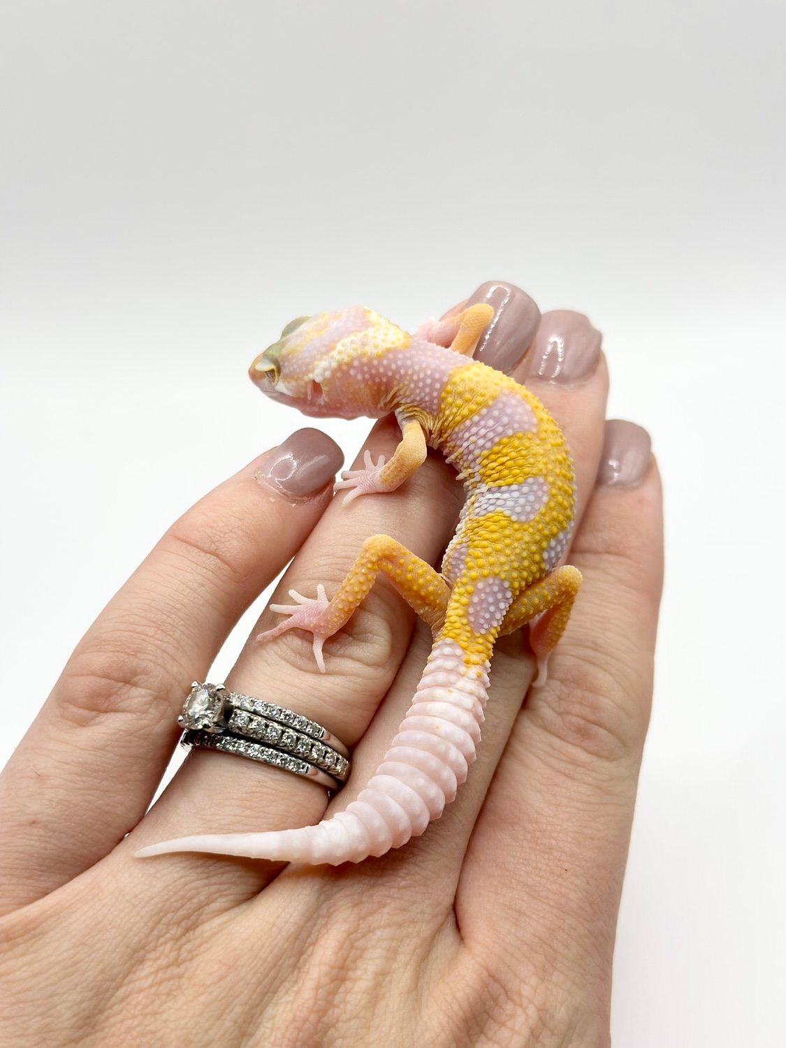 TSF Raptor Leopard Gecko by Elysium Leopard Gecko - MorphMarket