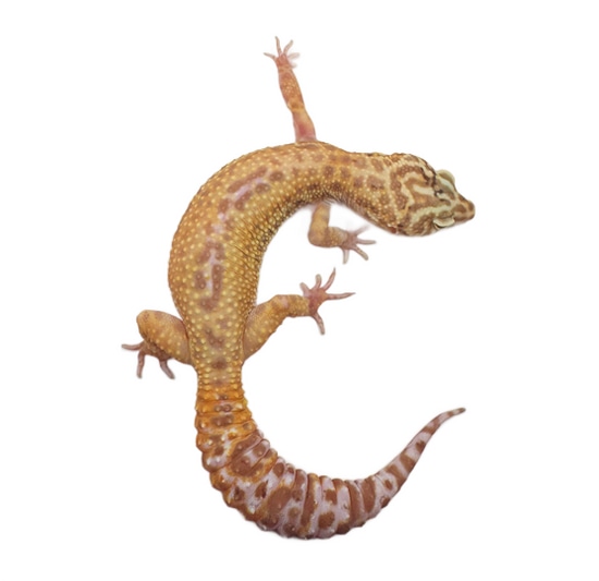 Tremper Reverse Stripe Mack Snow (Paradox) Leopard Gecko by Elysium ...