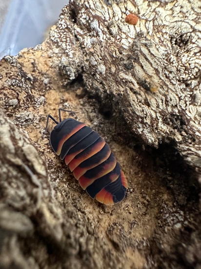 Merulanella “Red Ember Bees” 6 Count Isopod by Elysium Leopard Gecko