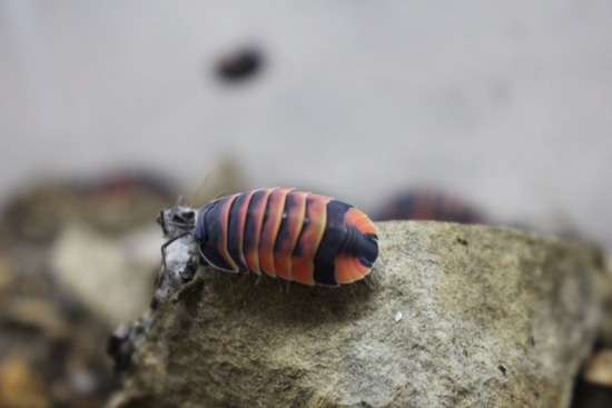 Merulanella “Red Ember Bees” Isopod by Elysium Leopard Gecko