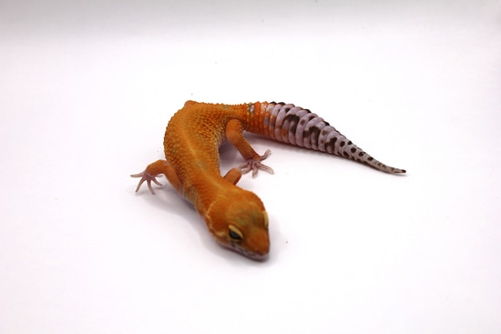 Mandarin Inferno Tremper HET Eclipse Leopard Gecko by Elysium Leopard Gecko