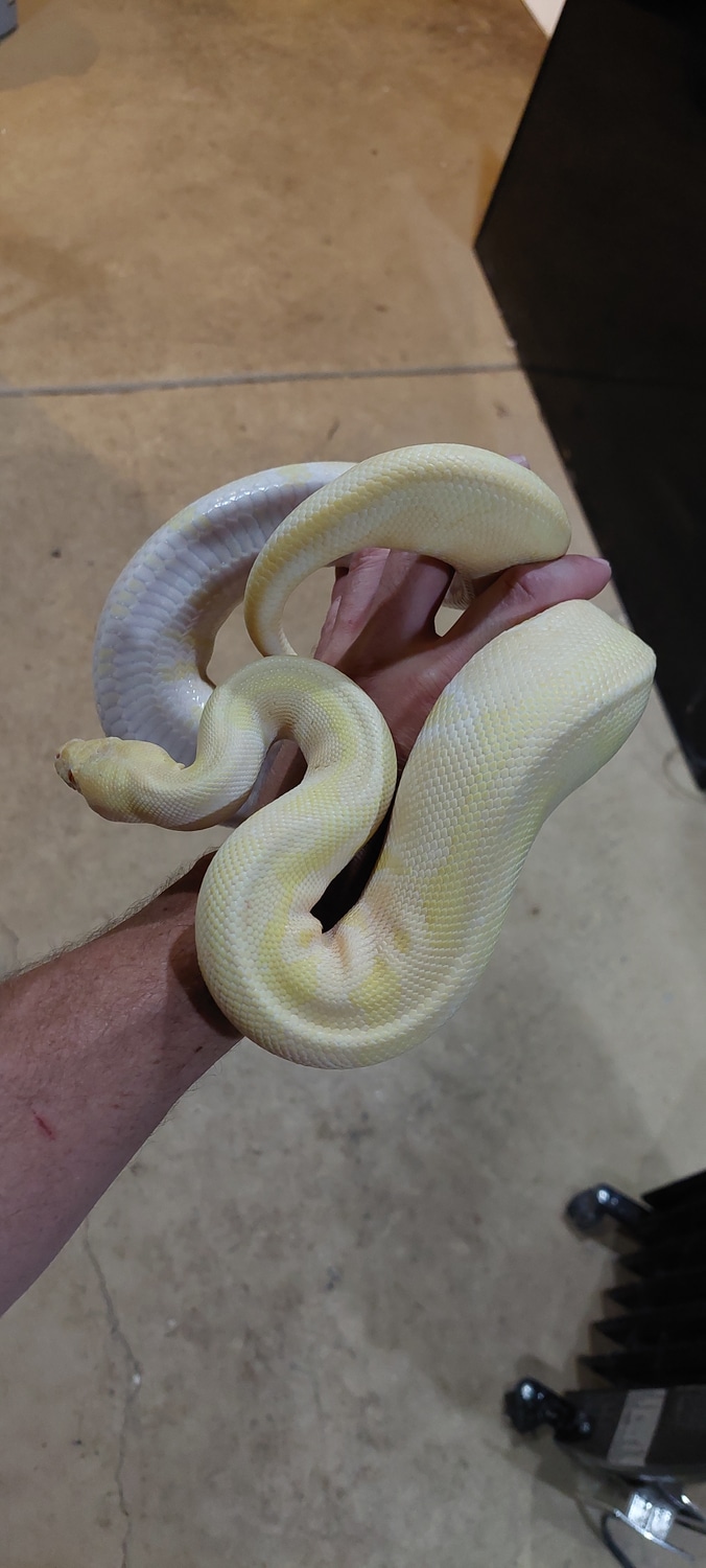 Albino Pair!! RTB 1.1 Ball Python by Ball Labs - MorphMarket