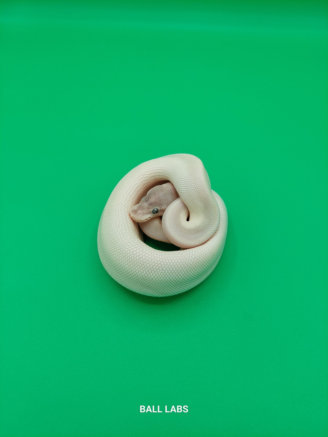 Super Mojave Poss OD Ball Python by Ball Labs - MorphMarket