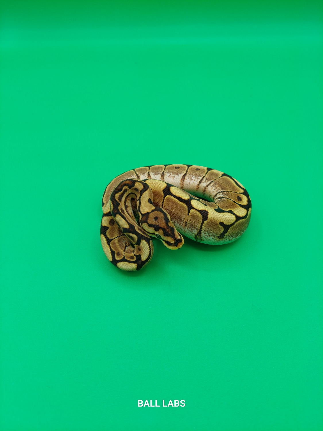 Spider Ball Python by Ball Labs - MorphMarket