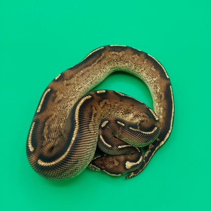 Ball Labs - MorphMarket