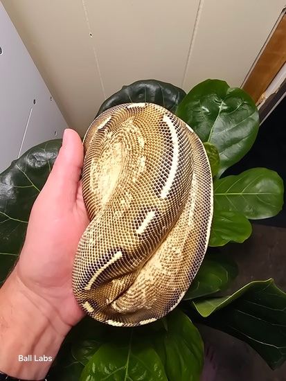 Cinnamon Freeway Ball Python by Ball Labs