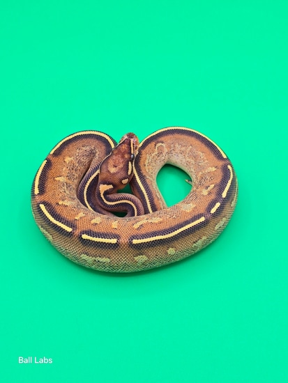 Freeway Ball Python by Ball Labs