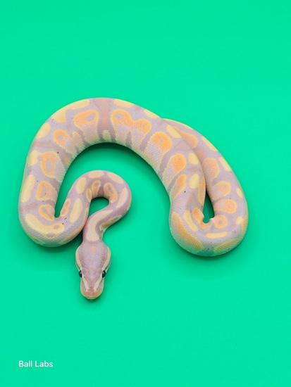 Banana YB Red Stripe Ball Python by Ball Labs