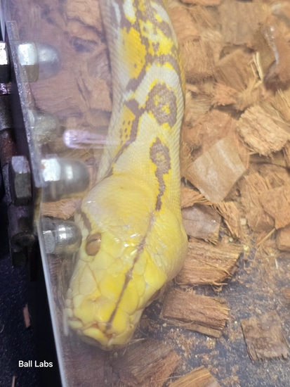 Orange Glow Purple Albino Het White/pied Reticulated Python by Ball Labs