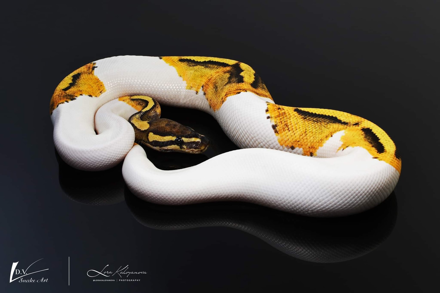 Blaze Fire Pied Ball Python by LDV Snake ART - MorphMarket