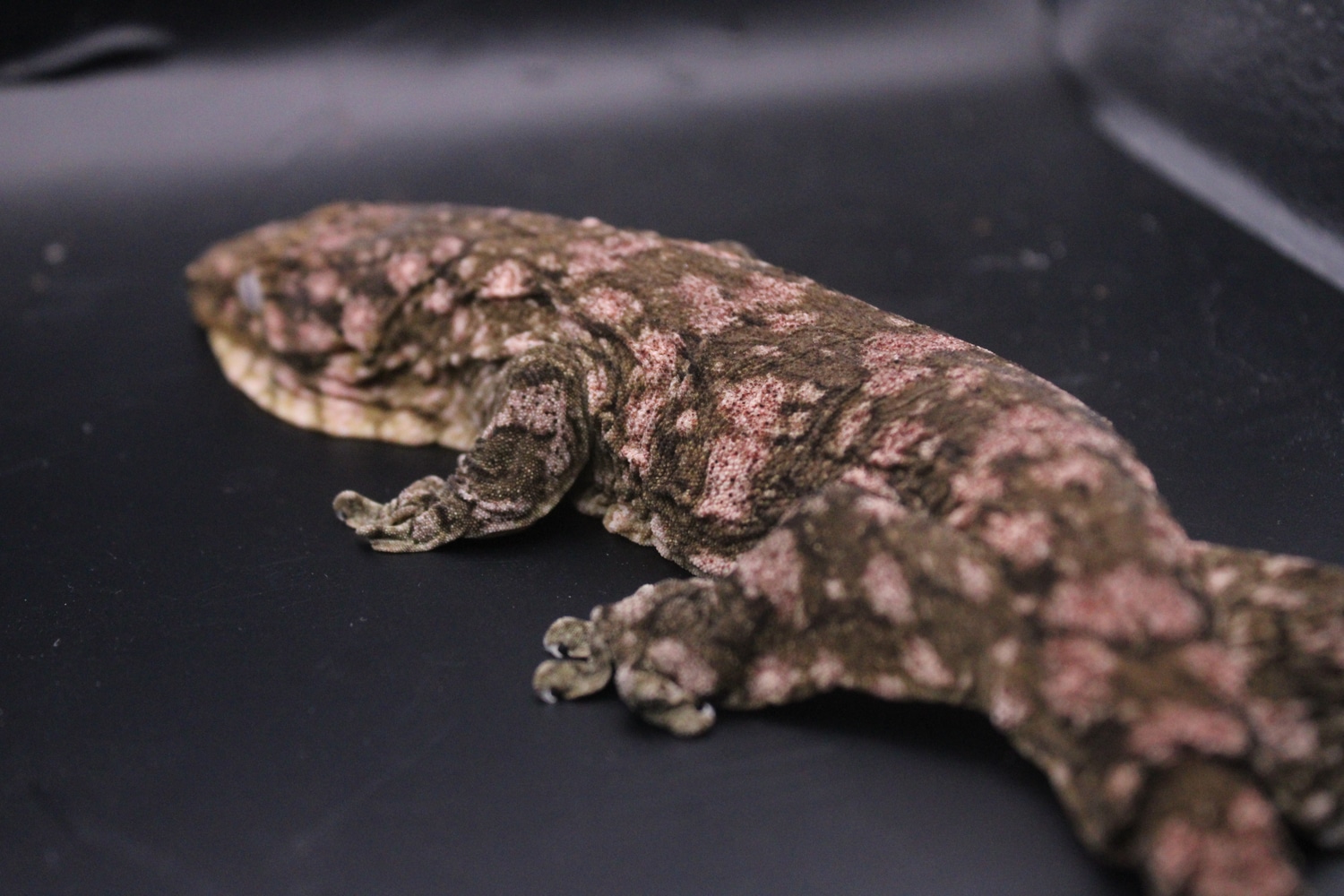 Du Anna X Frank Fast Nu Ana High Color Leachianus Gecko by Leachie land ...