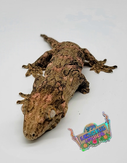 High Red/High Pink Leachianus Gecko by Leachie Lounge, LLC