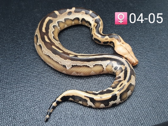 Borneo Short Tail Borneo Short-Tailed Python by Leach's Python Palace