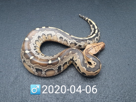 Genetic Stripe Borneo Short Tail Borneo Short-Tailed Python by Leach's ...
