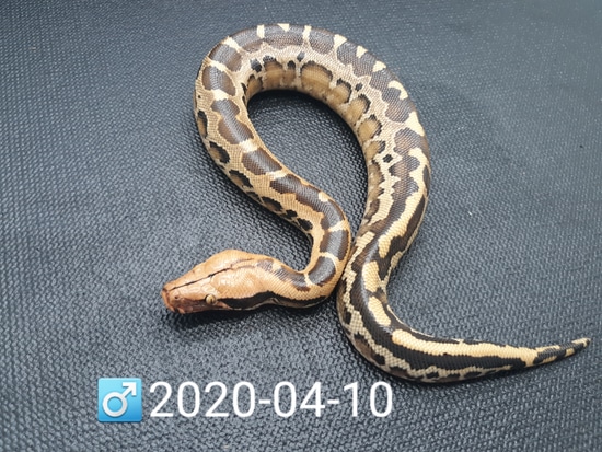 Borneo Short Tail Borneo Short-Tailed Python by Leach's Python Palace