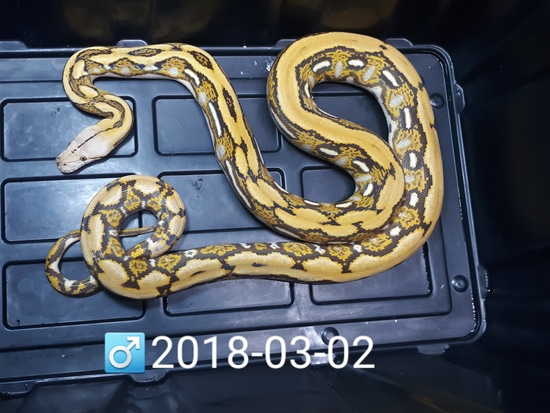 Tiger Mocha Reticulated Python by Leach's Python Palace