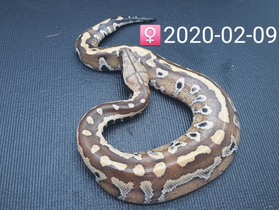 Blood Python by Leach's Python Palace