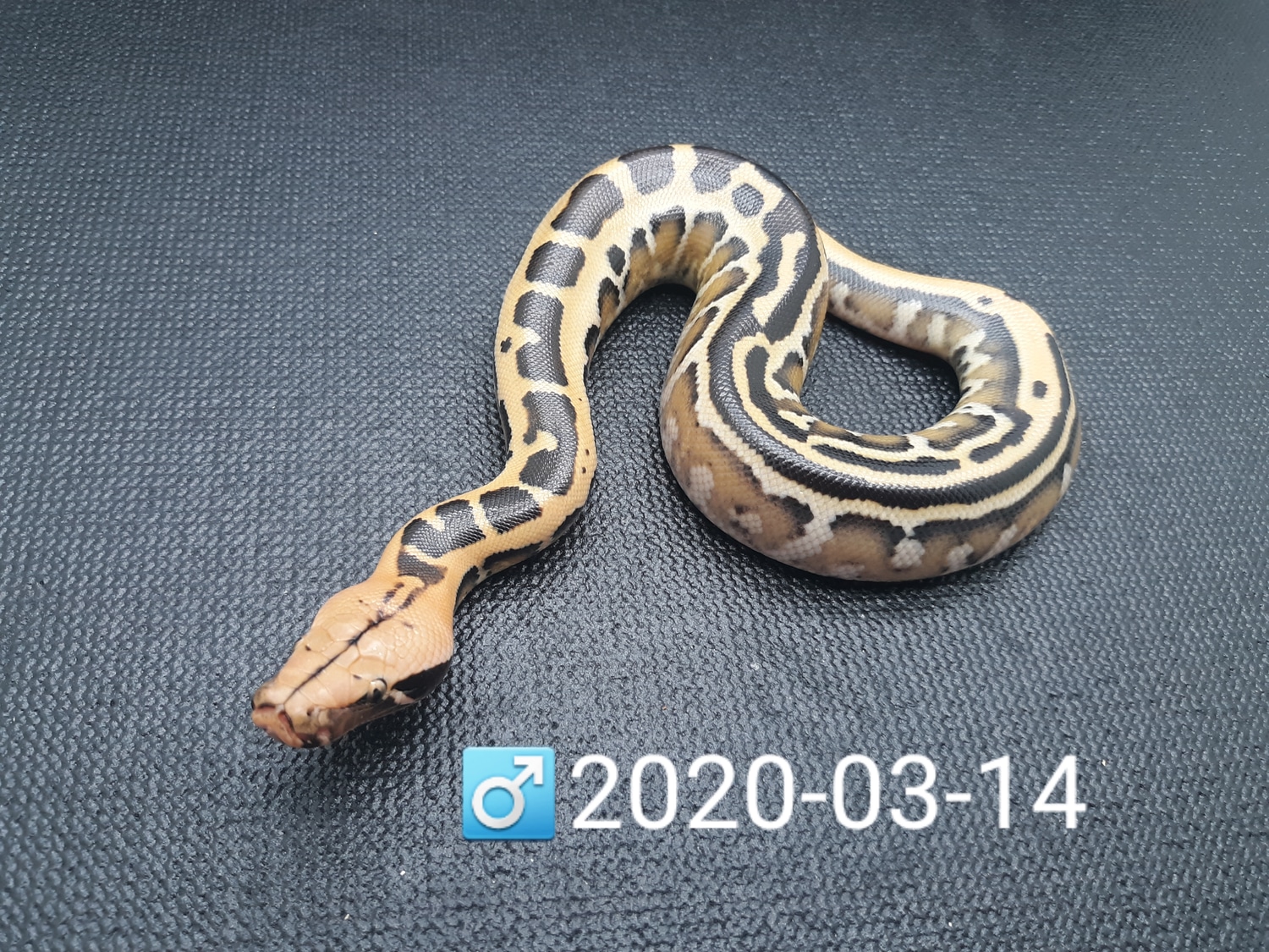Genetic Stripe Borneo Short-tailed Python by Leach's Python Palace ...