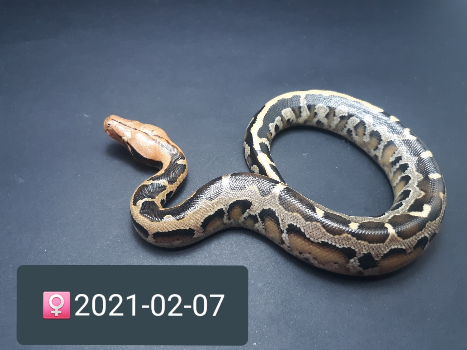 Genetic Stripe Borneo Short-tailed Python by Leach's Python Palace ...