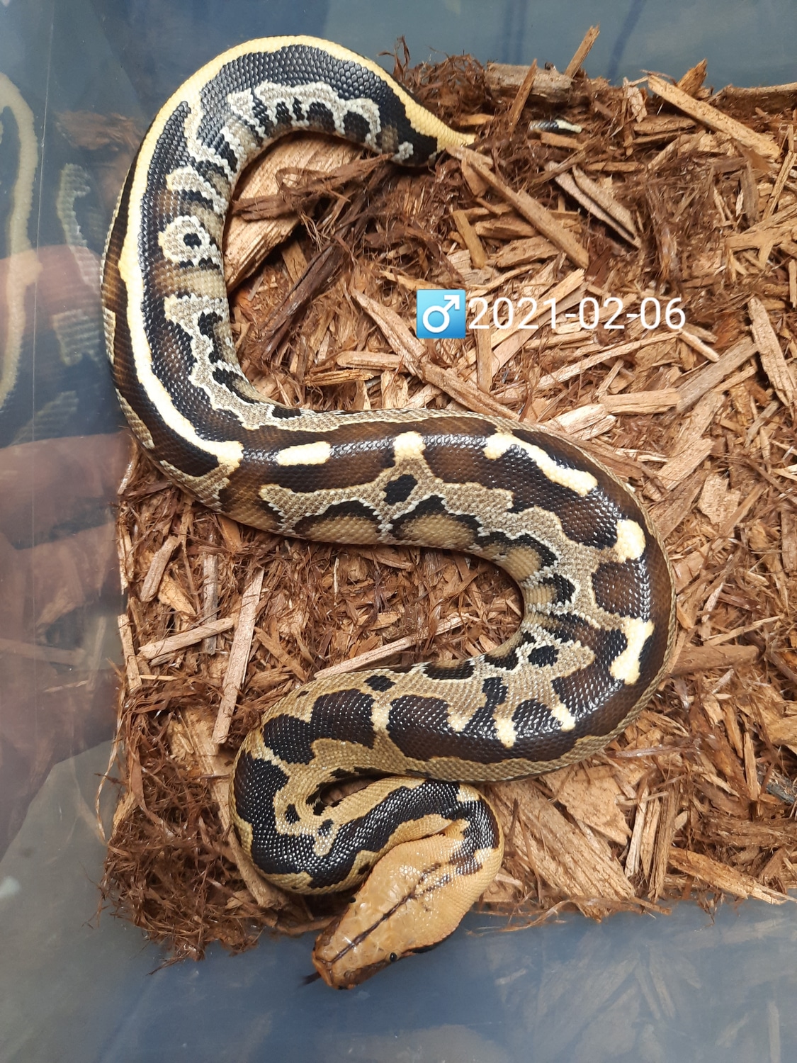 Genetic Stripe Borneo Short-tailed Python by Leach's Python Palace ...