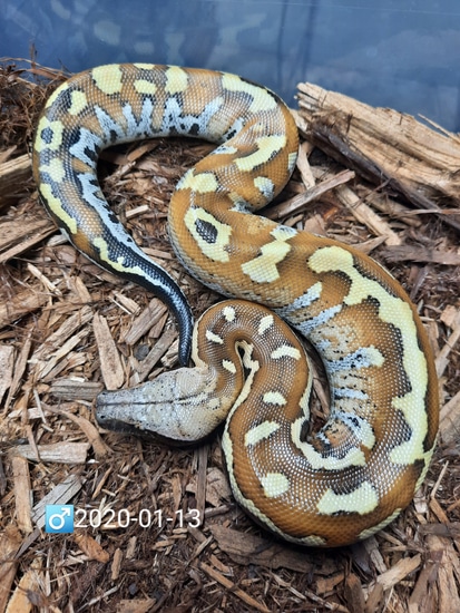 Normal Possible Het T+/T Blood Python by Leach's Python Palace