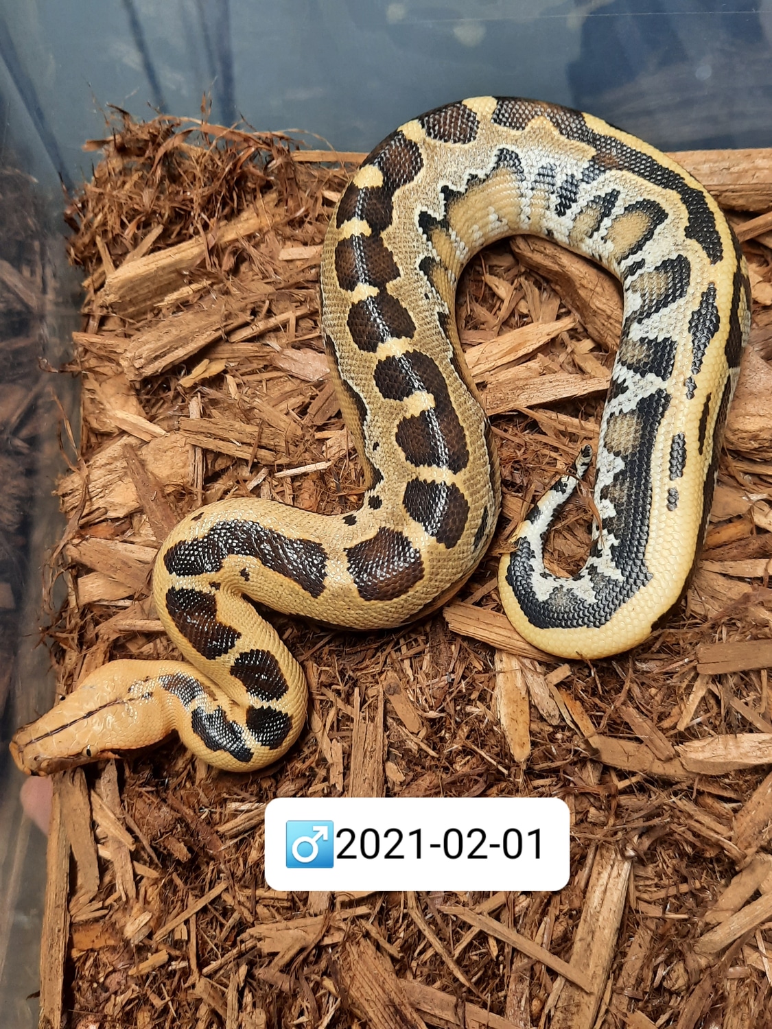Genetic Stripe Borneo Short-tailed Python by Leach's Python Palace ...