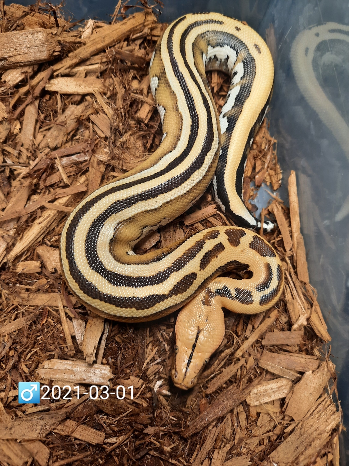 Super Stripe Borneo Short-tailed Python by Leach's Python Palace ...