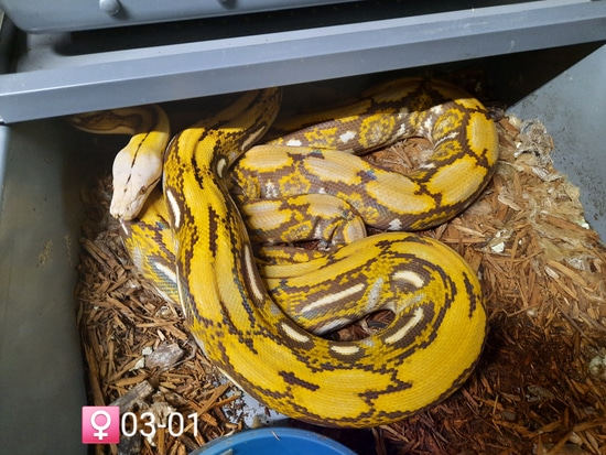 Tiger Mocha Retic Reticulated Python by Leach's Python Palace