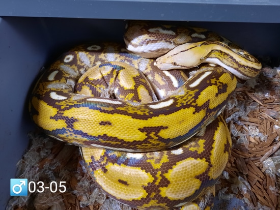 Tiger Mocha Retic Reticulated Python by Leach's Python Palace