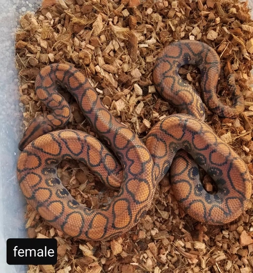 Proven Pair Of Brazilian Rainbows Brazilian Rainbow Boa by Leach's ...