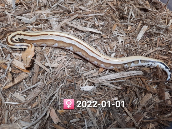 Whitewall Borneo Short Tail Python Borneo Short-Tailed Python by Leach ...