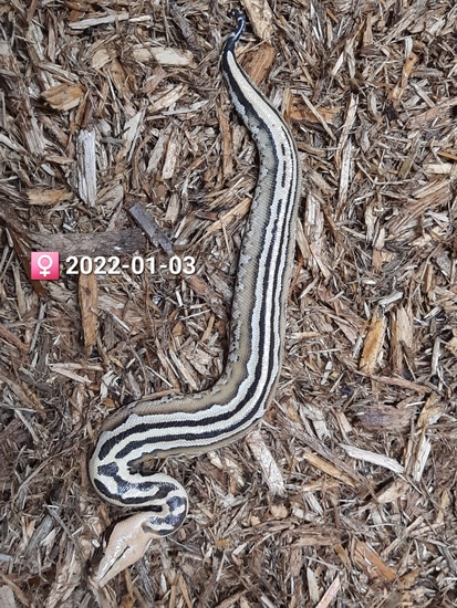 Super Stripe Borneo Short Tail Python Borneo Short-Tailed Python by ...