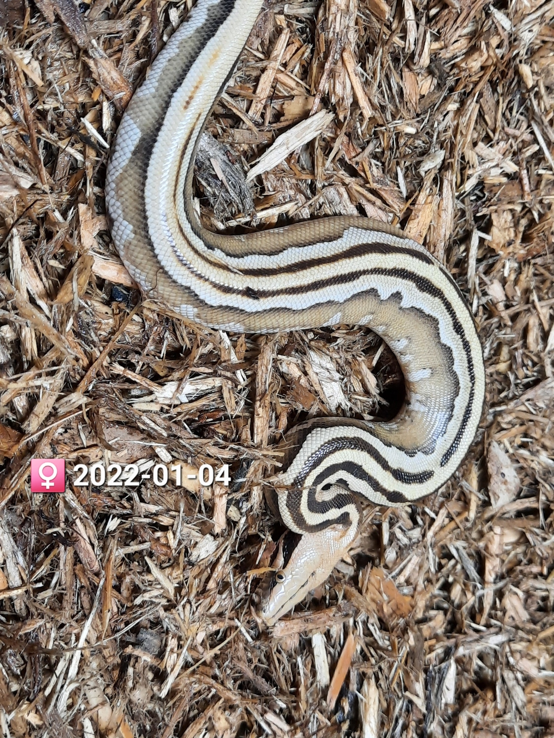 Super Stripe Borneo Short-tailed Python by Leach's Python Palace ...