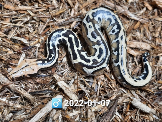 Genetic Stripe Borneo Short Tail Python Borneo Short-Tailed Python by ...