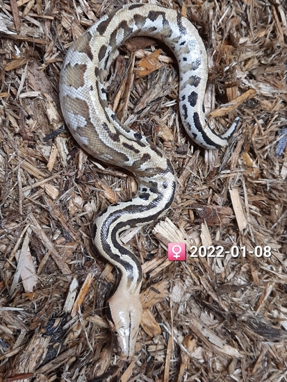 Genetic Stripe Borneo Short Tail Python Borneo Short-Tailed Python by ...