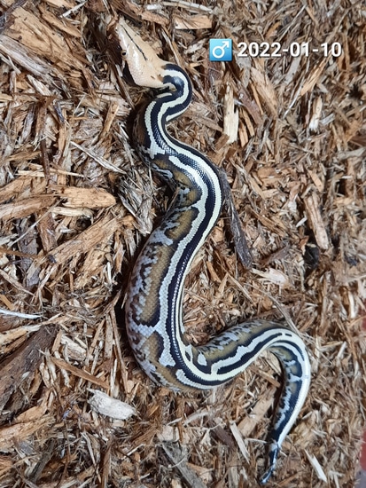 Genetic Stripe Borneo Short Tail Python Borneo Short-Tailed Python by ...